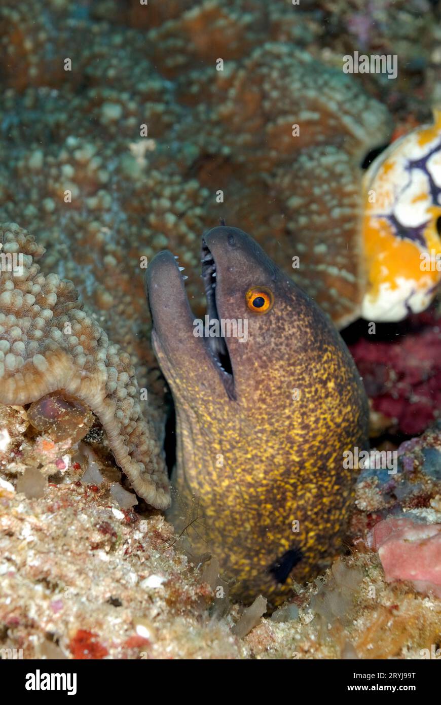 Scary ocean hi-res stock photography and images - Alamy