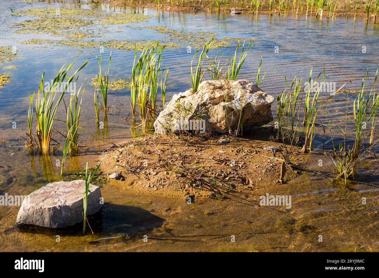 Shoal body hi-res stock photography and images - Alamy
