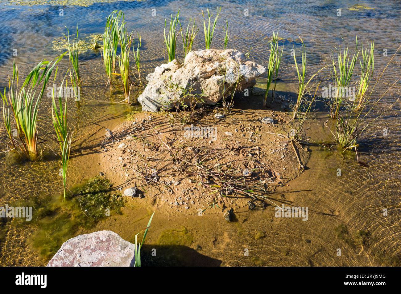 Shoal body hi-res stock photography and images - Alamy