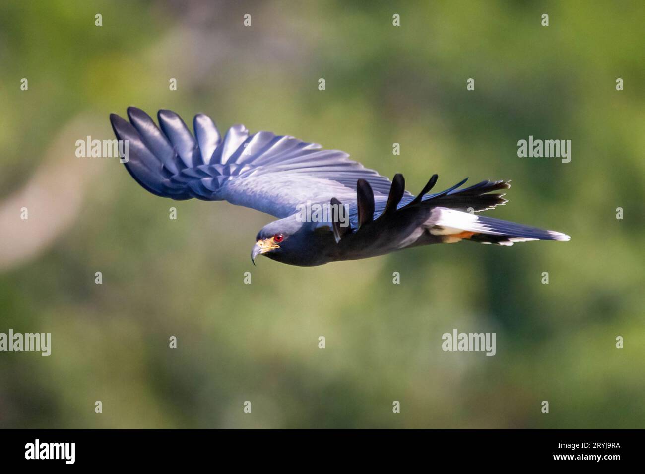 Crane hawk bird close up portrait in the wild flying Stock Photo - Alamy