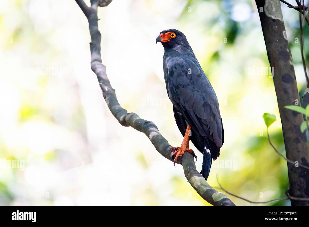 Slate colored hawk hi-res stock photography and images - Alamy