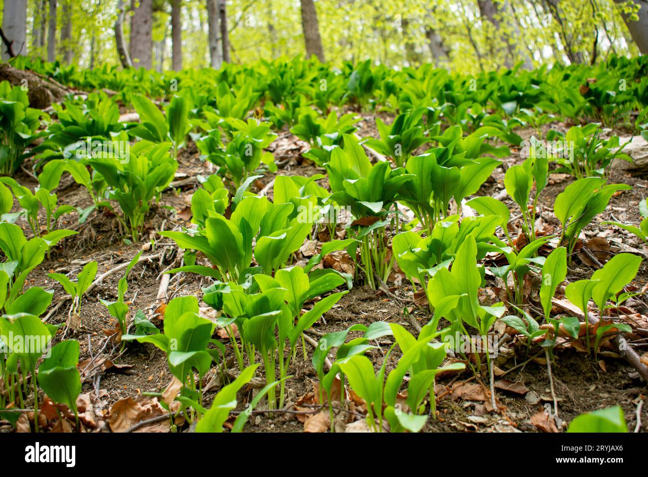 Wild garlic (Allium ursinum) green leaves in the beech forest. The ...