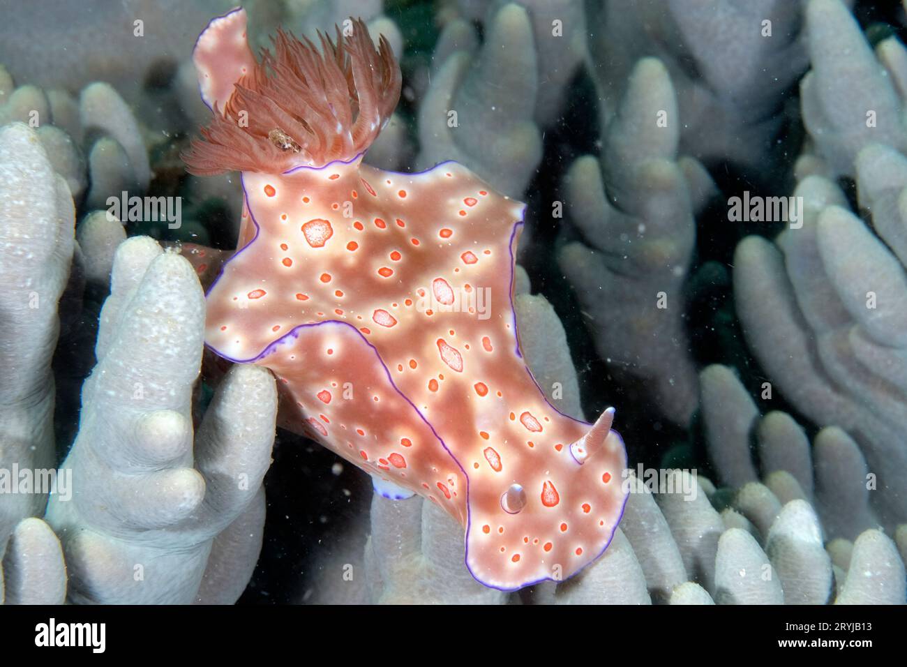 The beautiful colors of nudibranches Stock Photo - Alamy