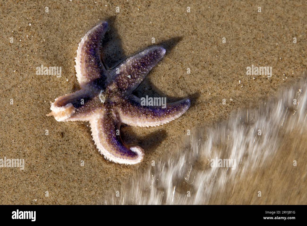 Starfish (Asteroidea) on the beach, Skagen, North Sea, Denmark, Europe ...