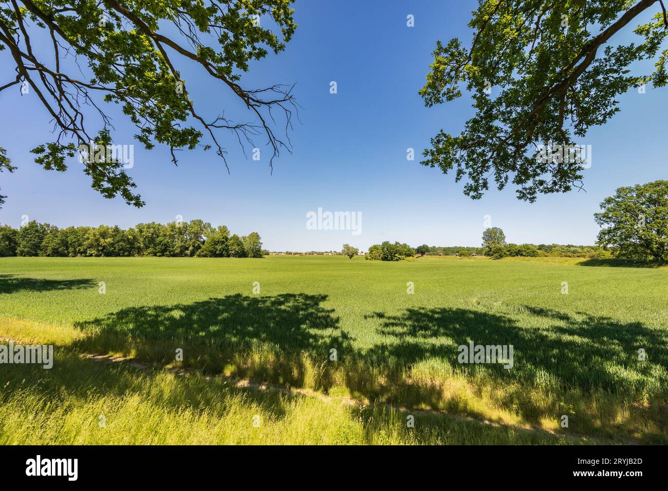 Beautiful natural landscape with big green field with some trees and ...
