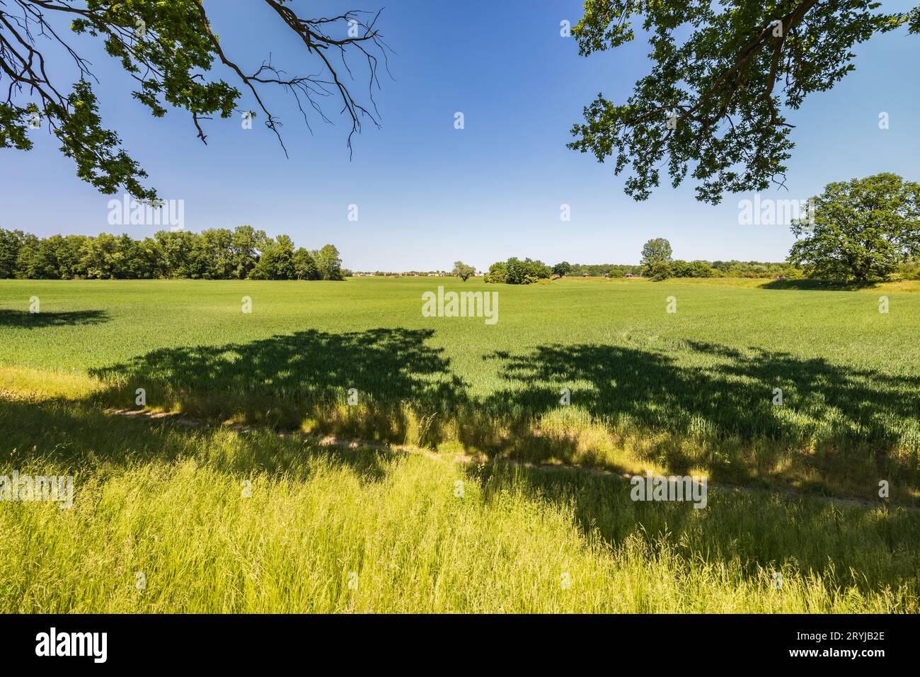 Beautiful natural landscape with big green field with some trees and ...