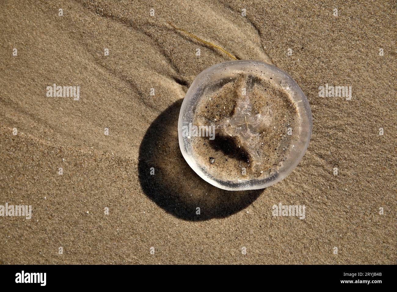 Jellyfish (medusa or medusa) on the beach, Skagen, North Sea, Denmark ...