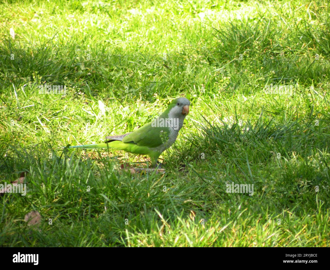 Grass parakeet hi-res stock photography and images - Alamy