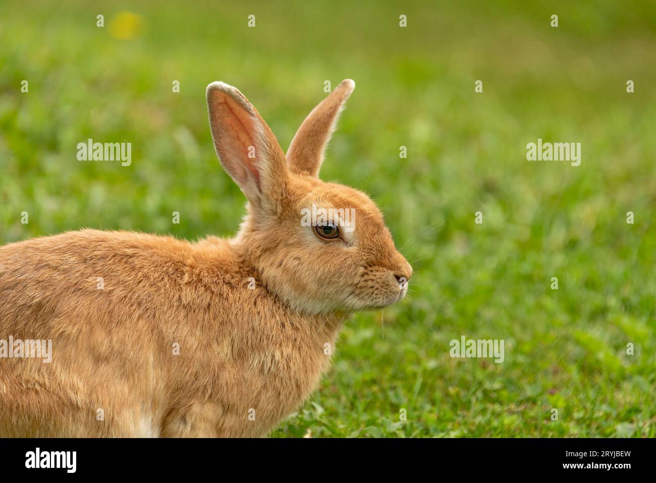 Peach rabbit in a wild on green lawn background Stock Photo - Alamy