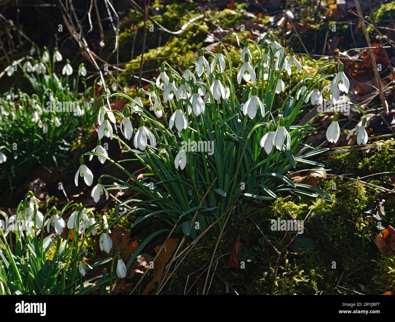 Galanthus plants hi-res stock photography and images - Alamy