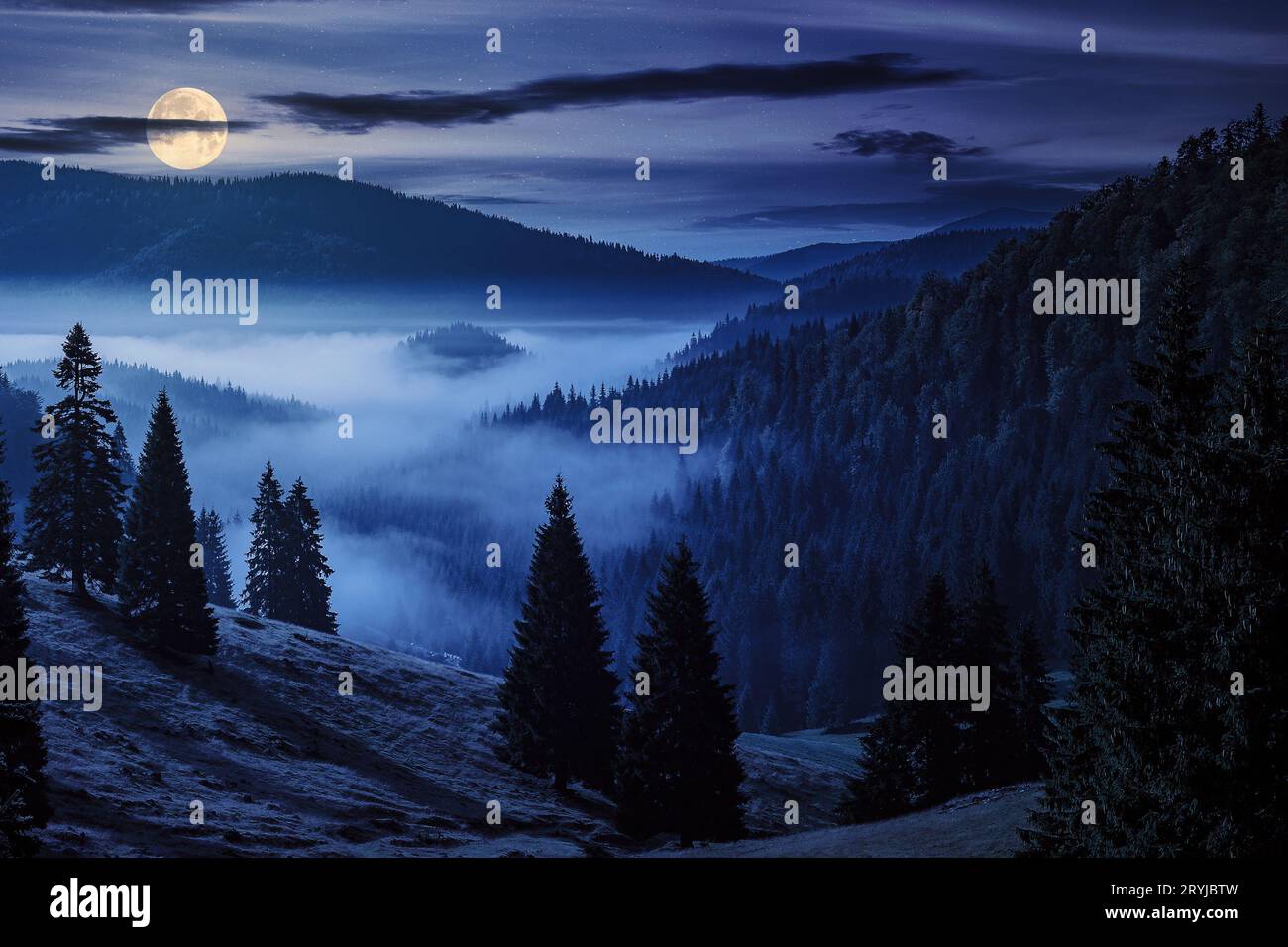 hillside with coniferous forest among the fog in mountains of Romania ...