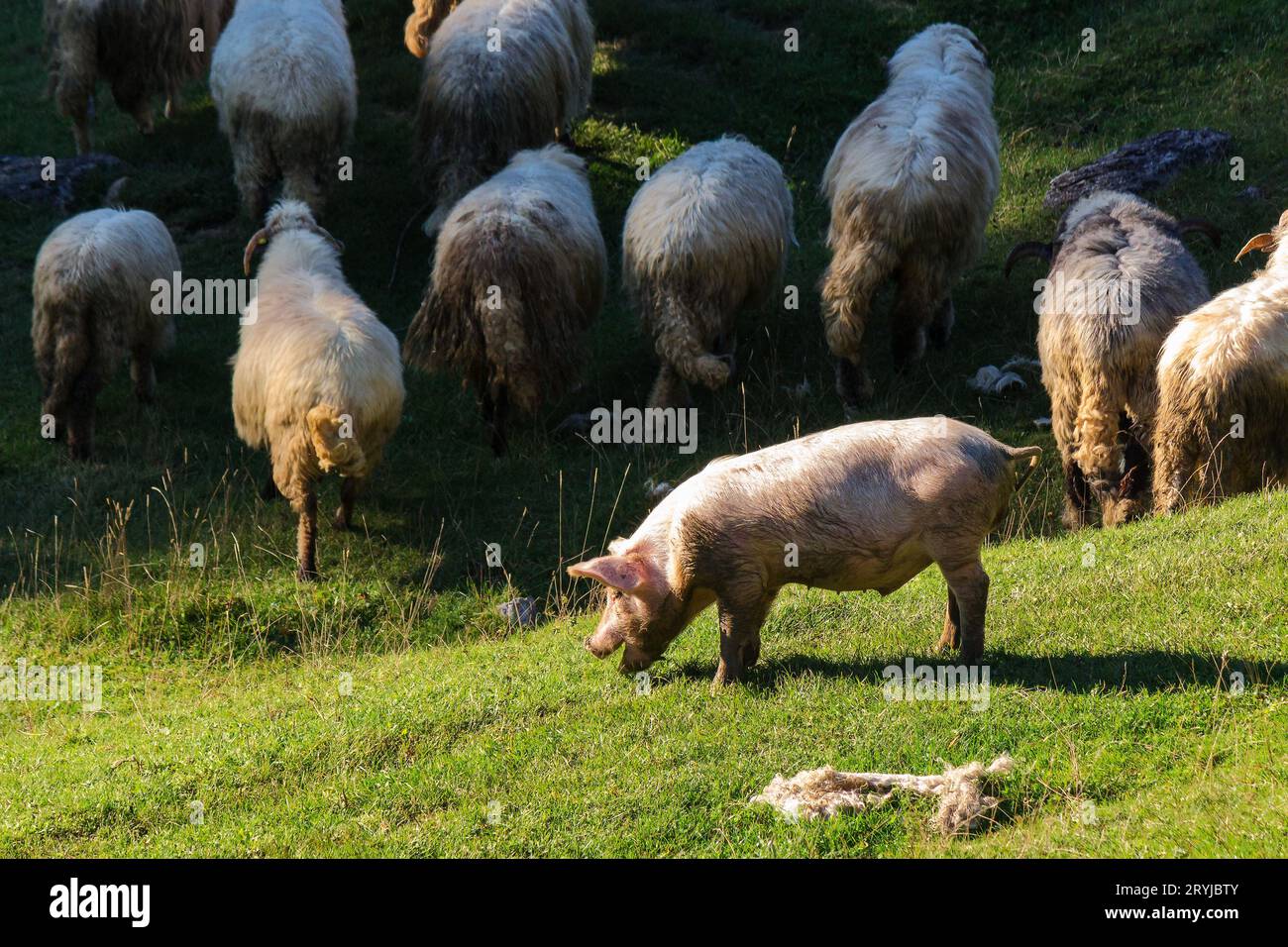 Pig romania hi-res stock photography and images - Alamy