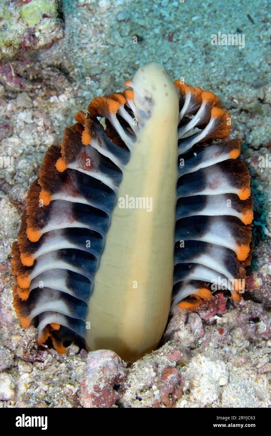 A picture of a sea pen Stock Photo - Alamy
