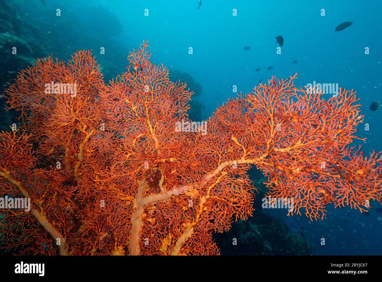 A picture of the coral reef Stock Photo - Alamy
