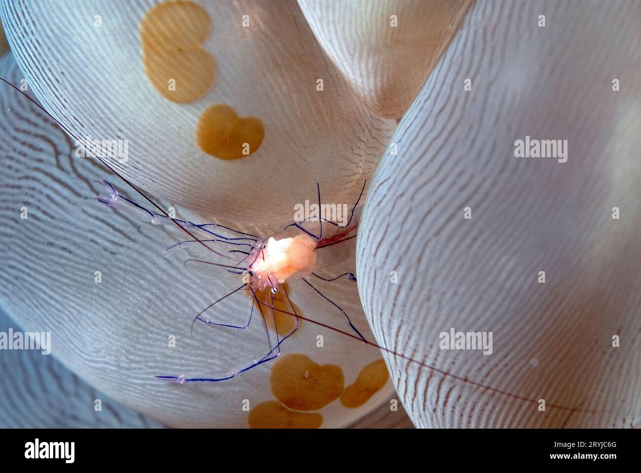 A picture of a Bubble coral shrimp Stock Photo - Alamy