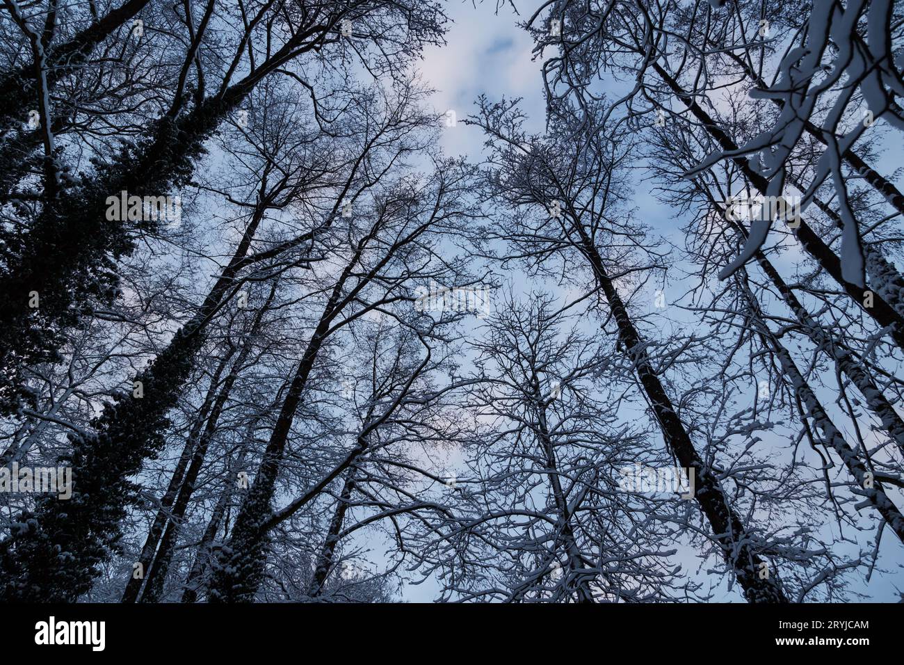 Low angle view magical forest hi-res stock photography and images - Alamy
