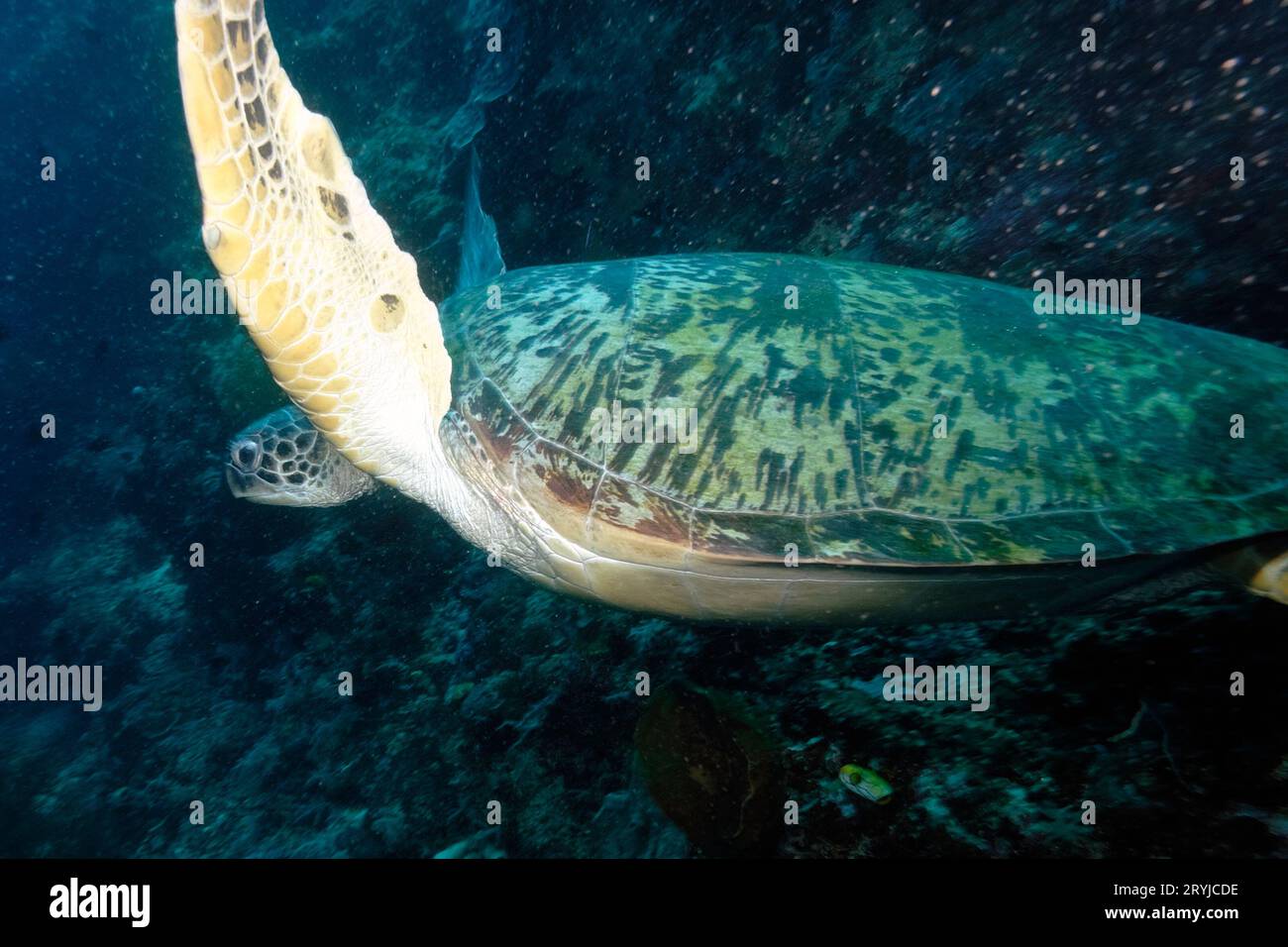 Young female green sea turtle hi-res stock photography and images - Alamy
