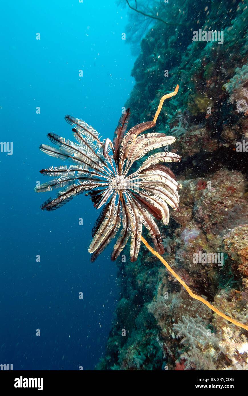 A picture of a crinoid Stock Photo - Alamy