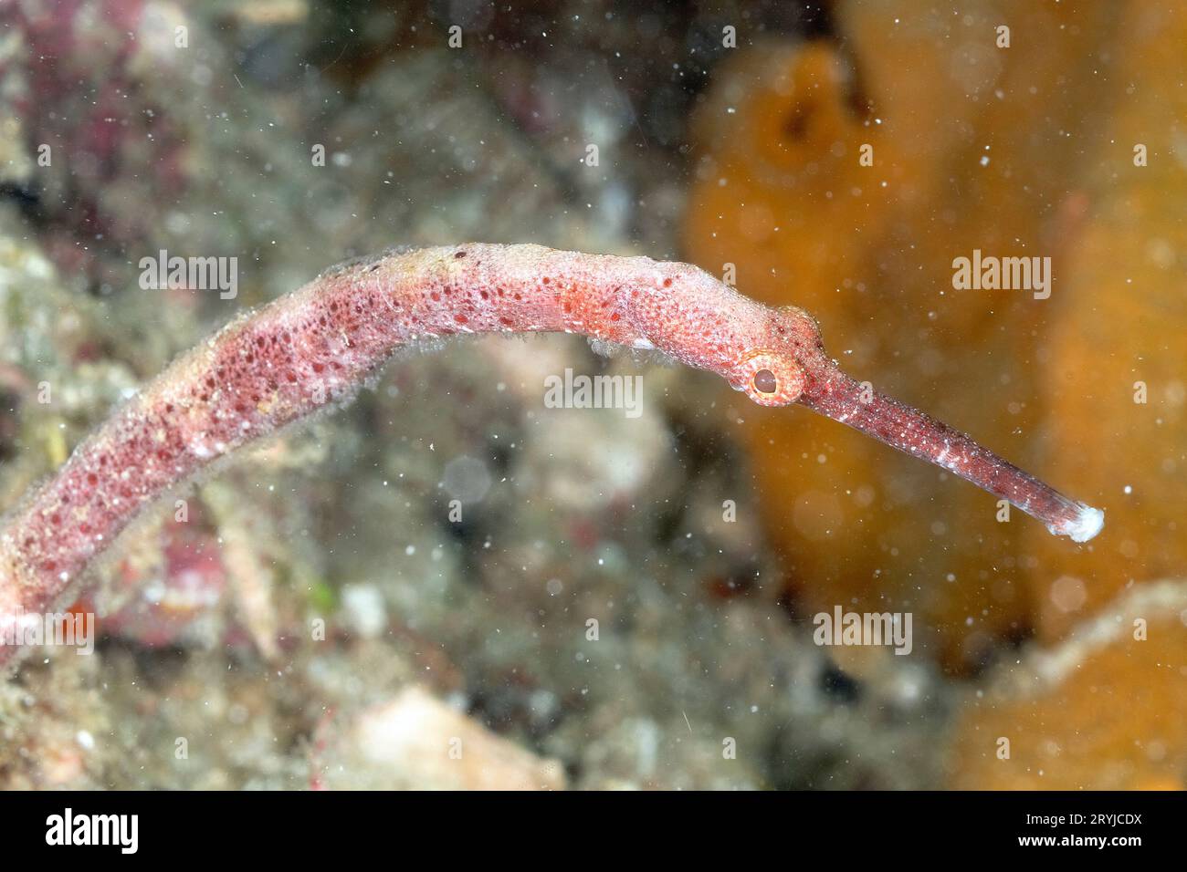 A picture of a pipefish Stock Photo - Alamy