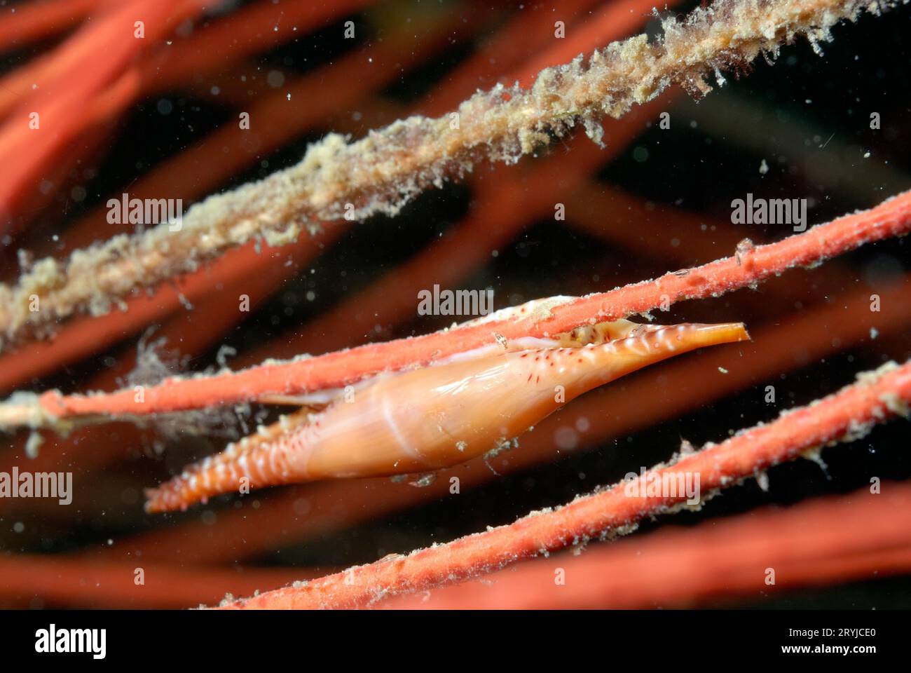 A picture of a spindle cowry Stock Photo - Alamy