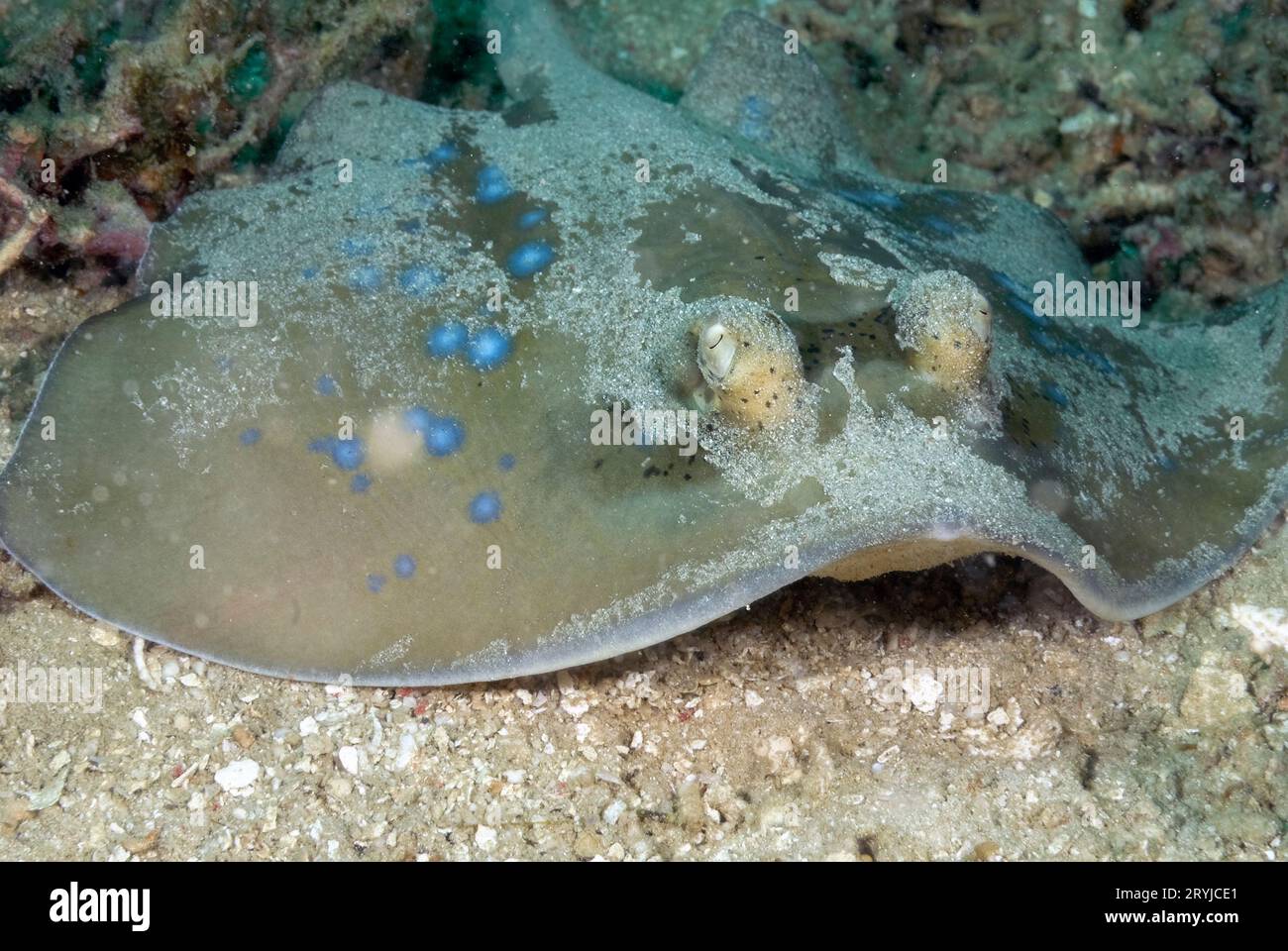 A picture of a blue spotted stingray Stock Photo - Alamy