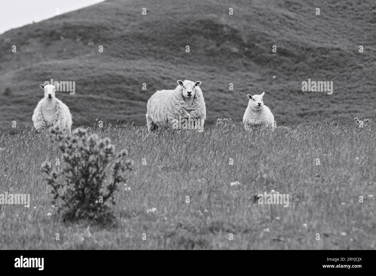 Three Ewe Sheep Stock Photo - Alamy