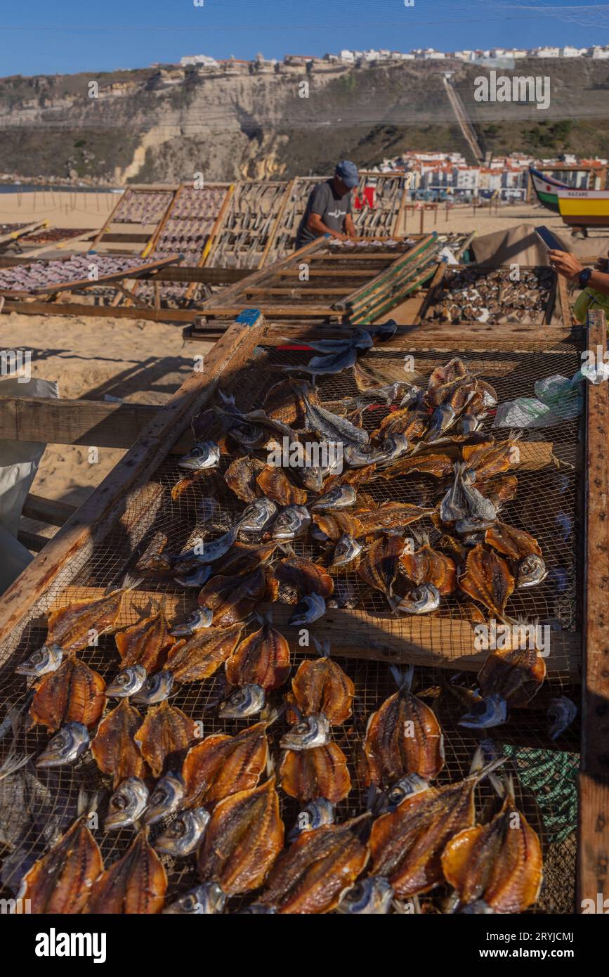 Local fisherman sun drying fish in the fishing village of Nazare in ...
