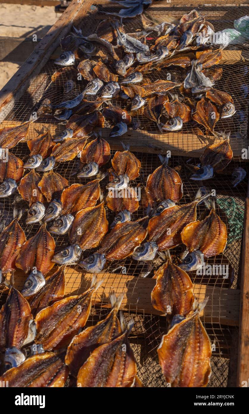 Sun drying fish in the fishing village of Nazare in Portugal, host to ...