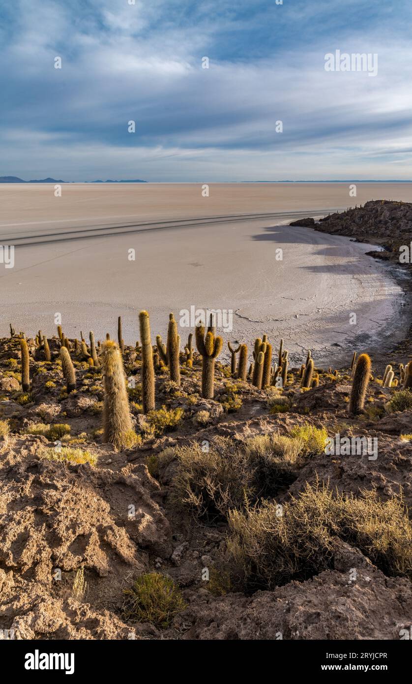 Cactus island in the salar de uyuni in the bolivian altiplano Stock ...