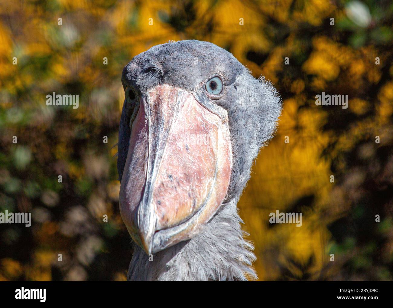 Shoe shaped beak hi-res stock photography and images - Alamy