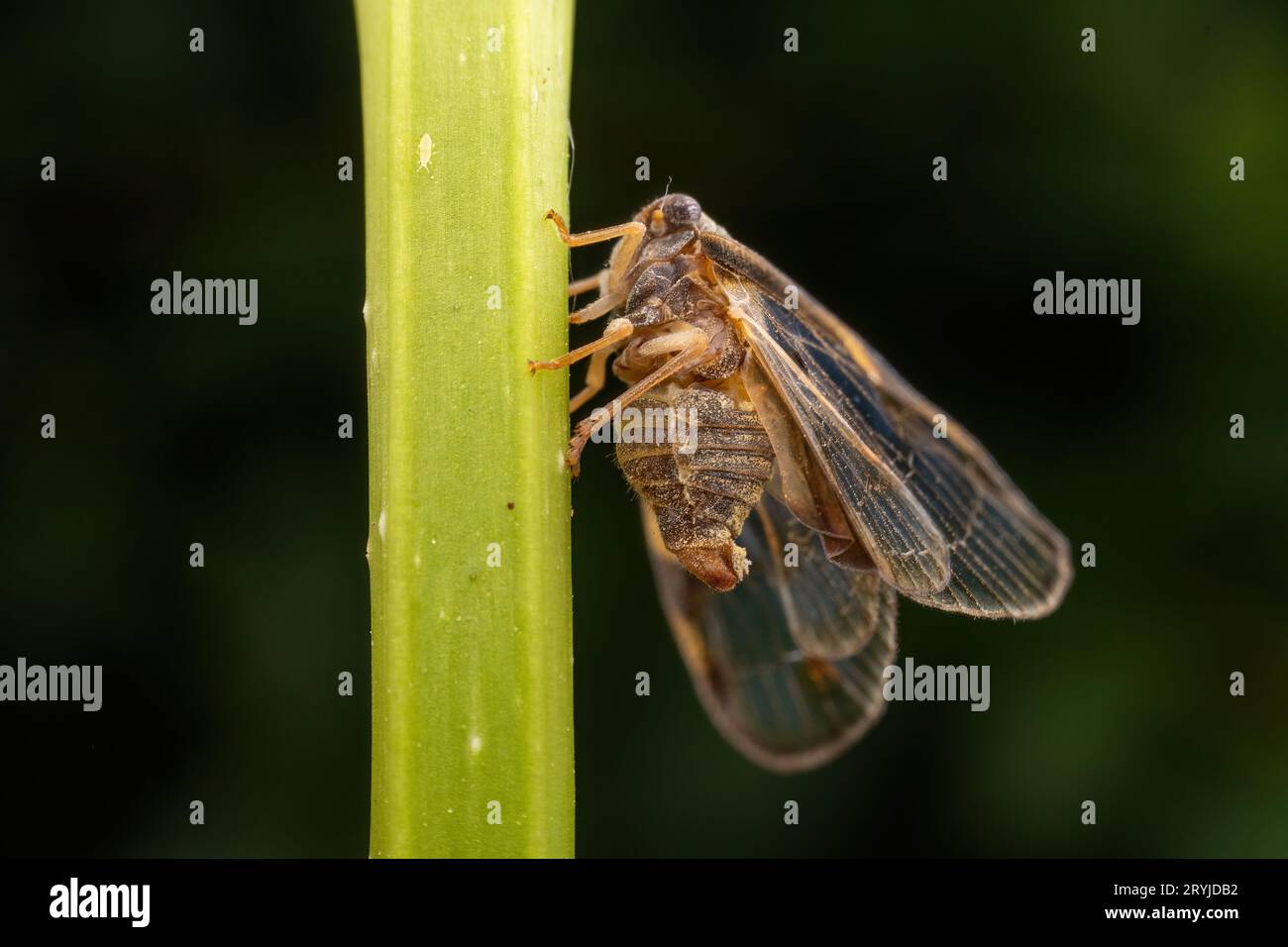 planthopper in the wild state Stock Photo - Alamy