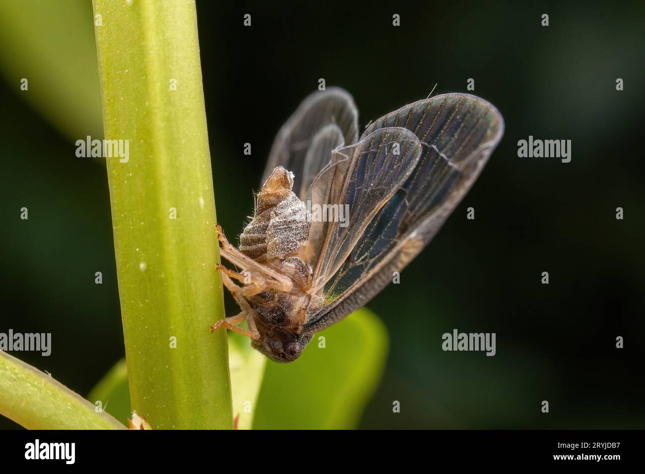 planthopper in the wild state Stock Photo - Alamy