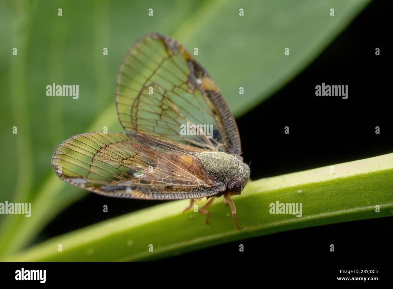 planthopper in the wild state Stock Photo - Alamy