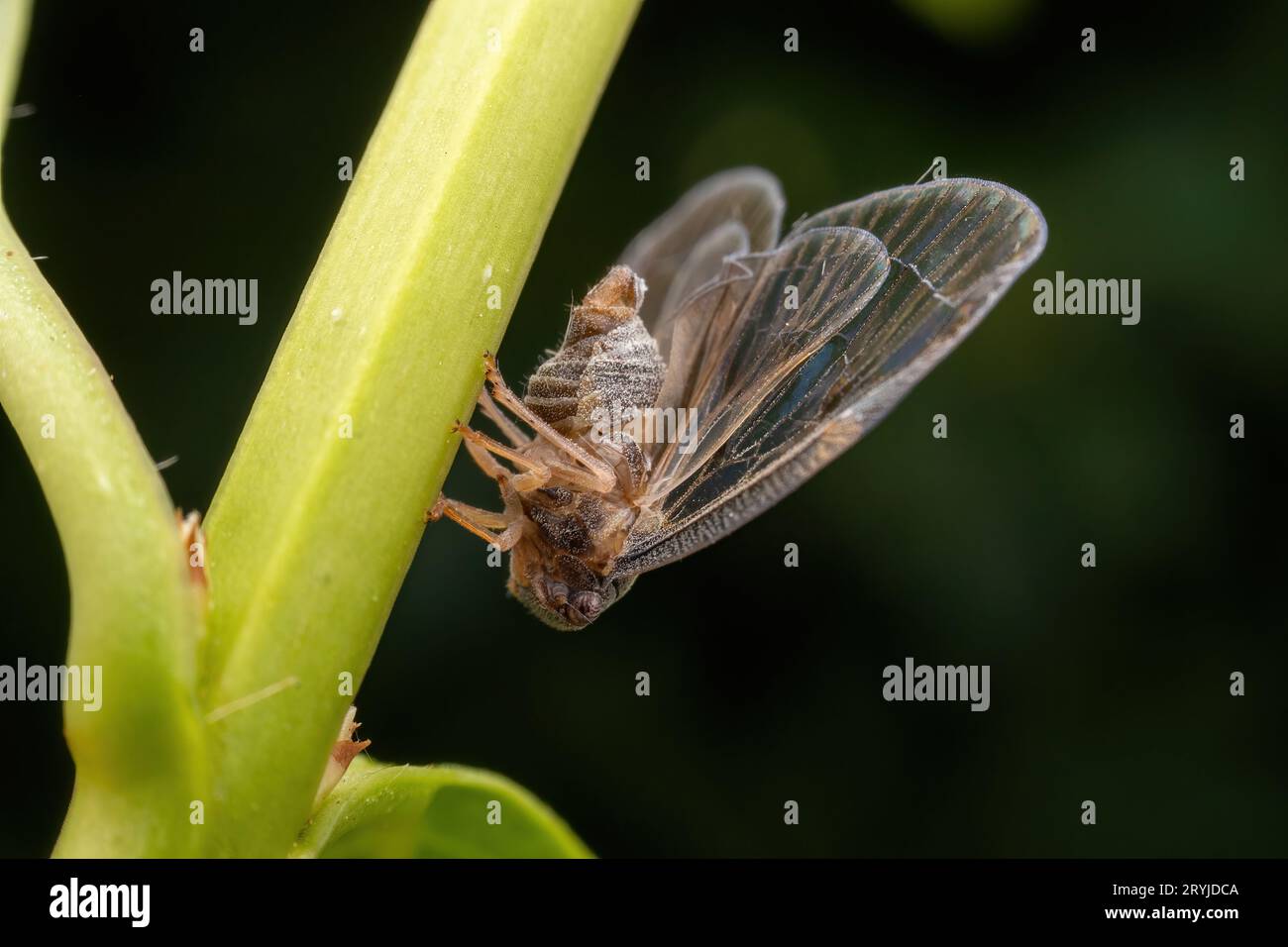 planthopper in the wild state Stock Photo - Alamy