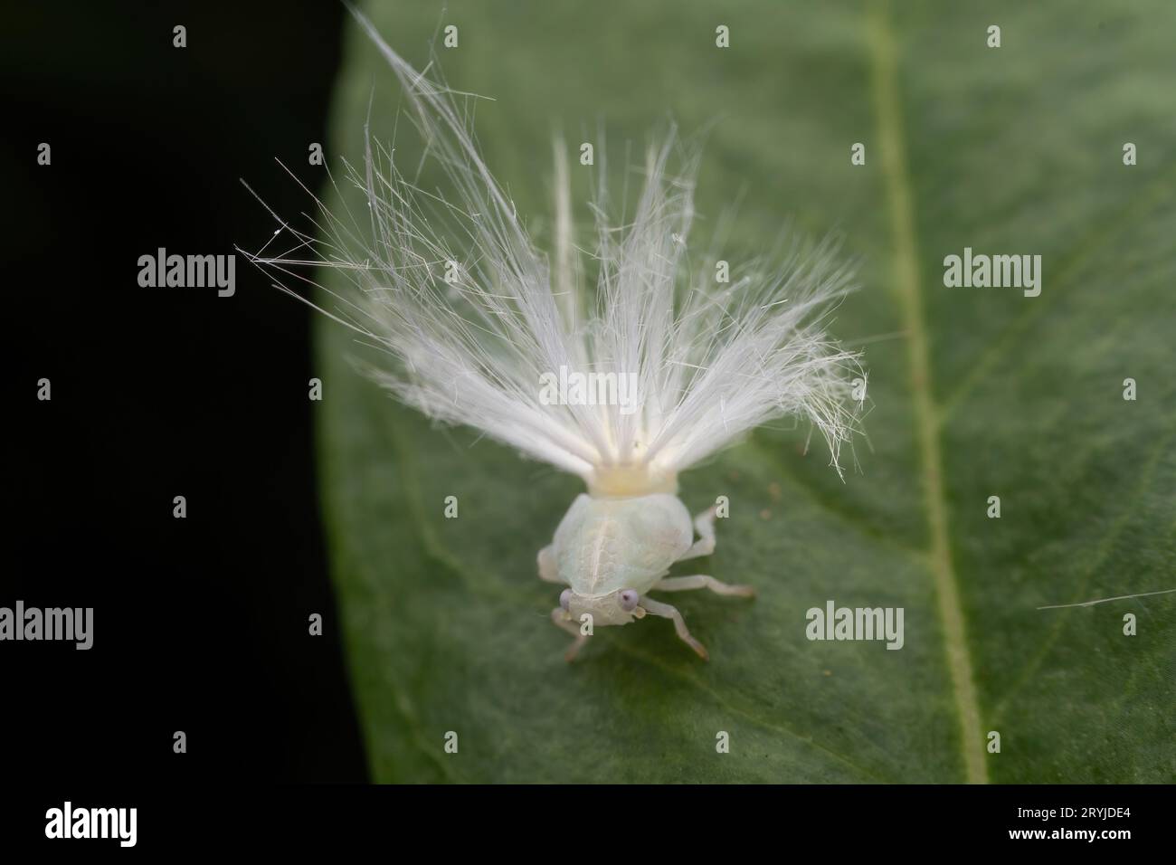 Planthopper nymphs hi-res stock photography and images - Alamy