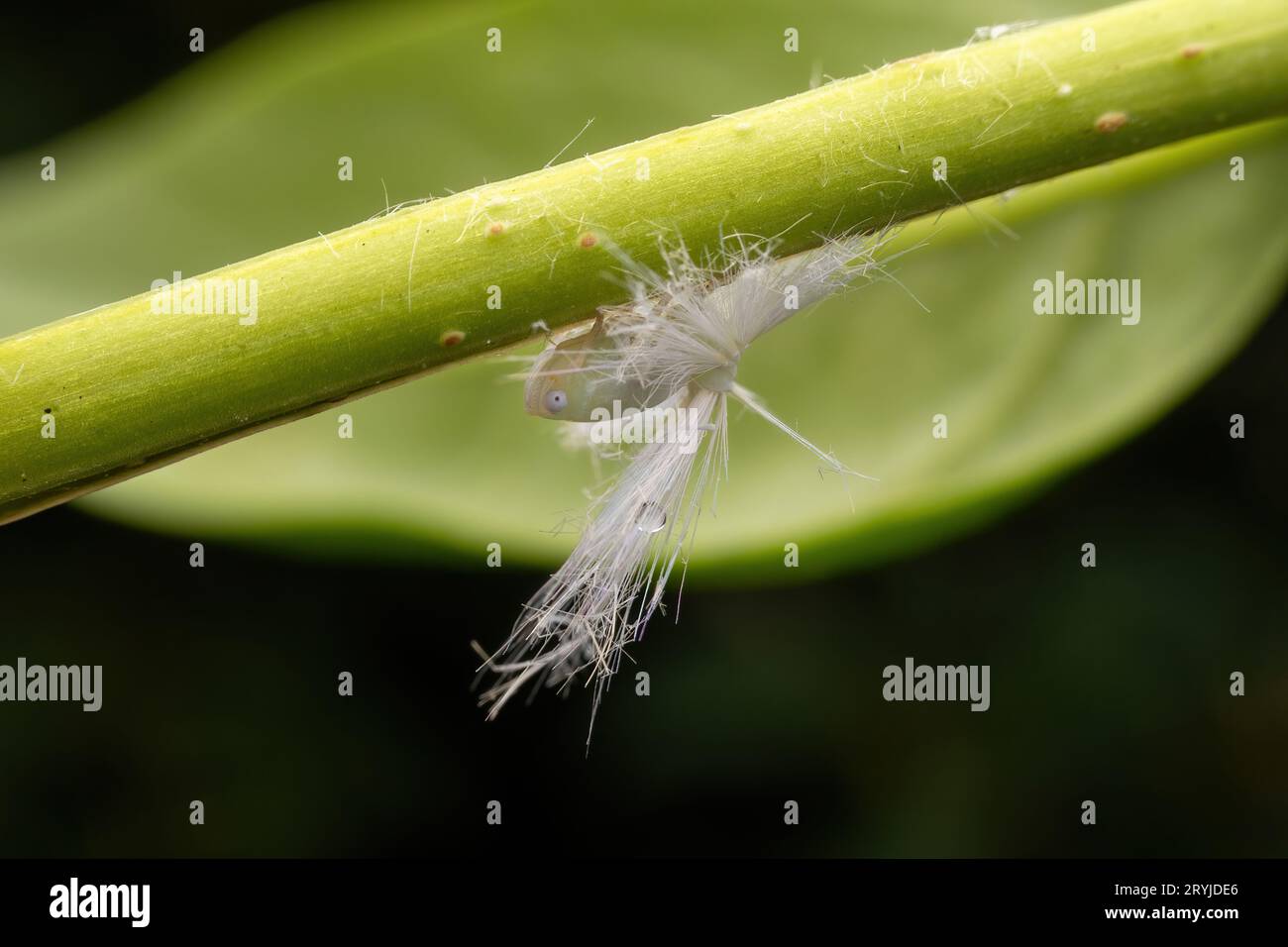 Planthopper nymphs hi-res stock photography and images - Alamy