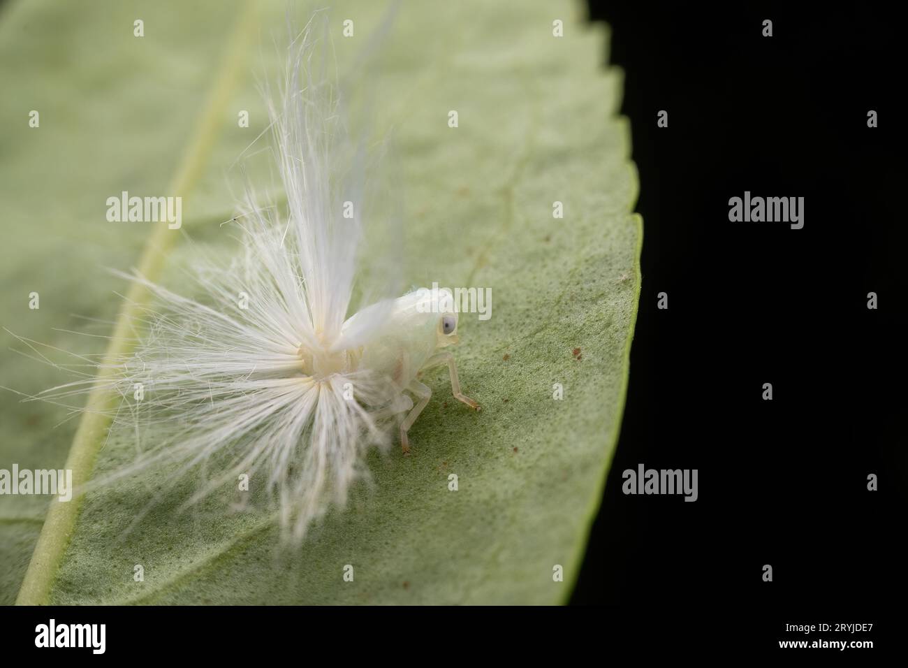 Planthopper nymphs hi-res stock photography and images - Alamy