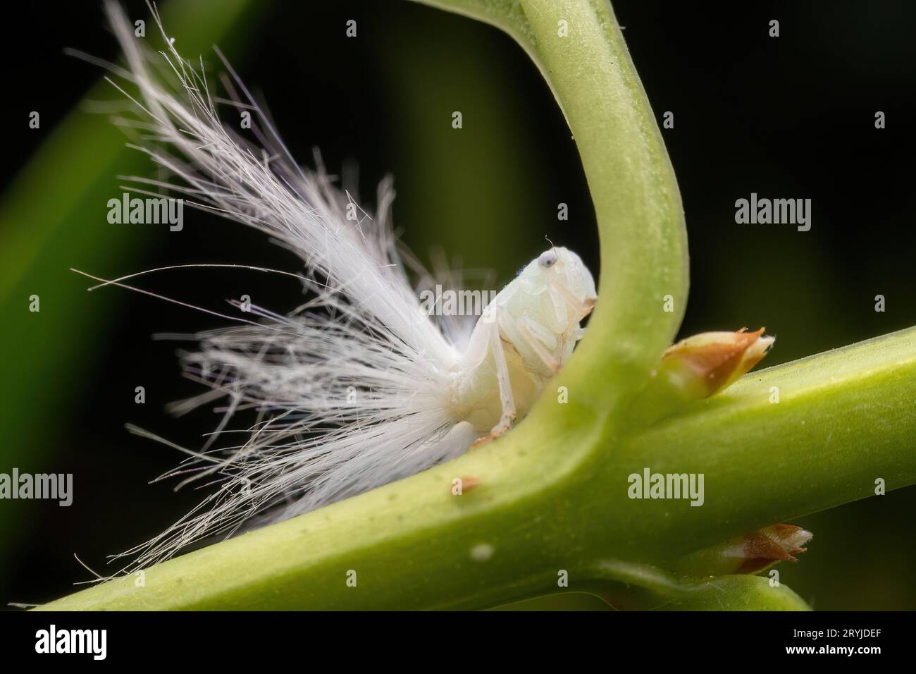 Planthopper nymphs hi-res stock photography and images - Alamy