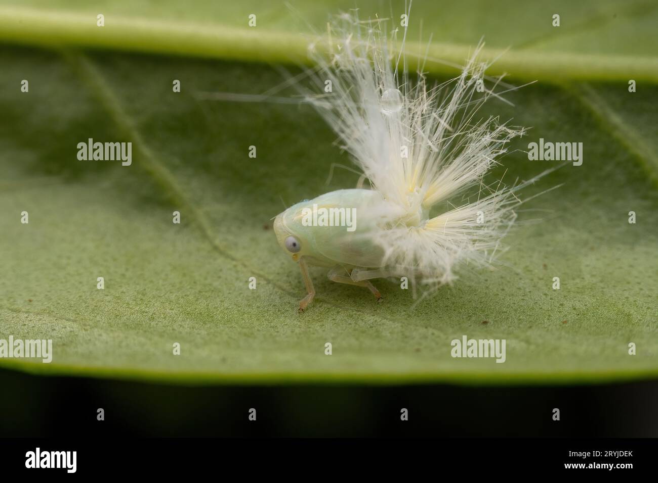 Planthopper nymphs hi-res stock photography and images - Alamy