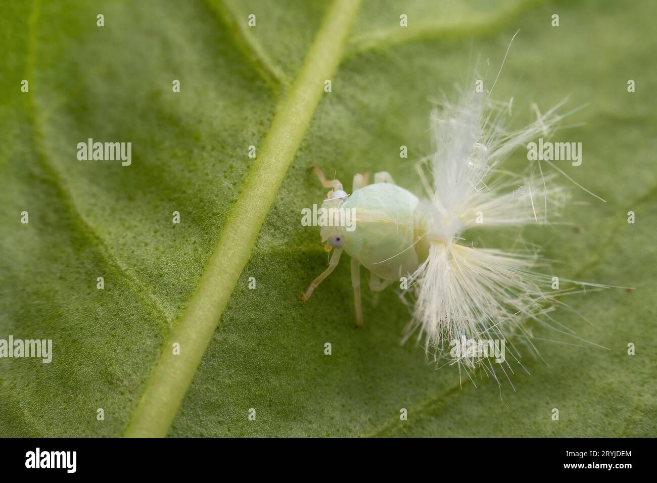 Planthopper nymphs hi-res stock photography and images - Alamy