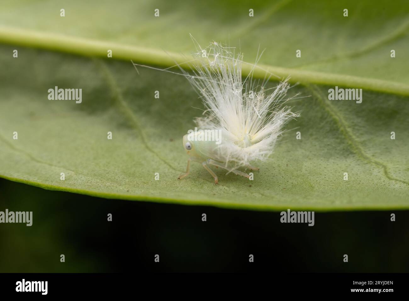 Planthopper nymphs hi-res stock photography and images - Alamy