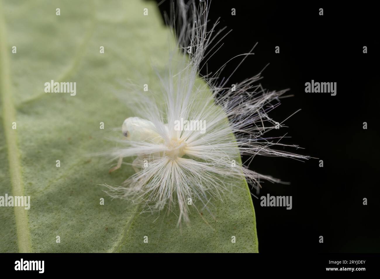 Planthopper nymphs hi-res stock photography and images - Alamy