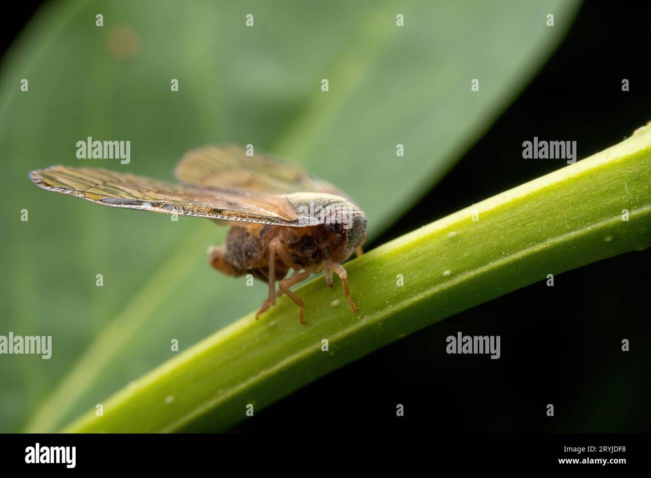 planthopper in the wild state Stock Photo - Alamy