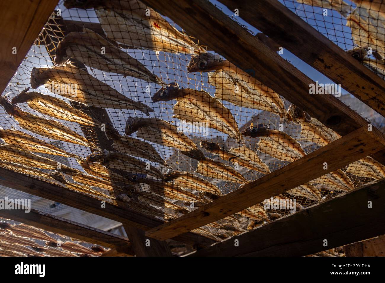 Sun drying fish in the fishing village of Nazare in Portugal, host to ...