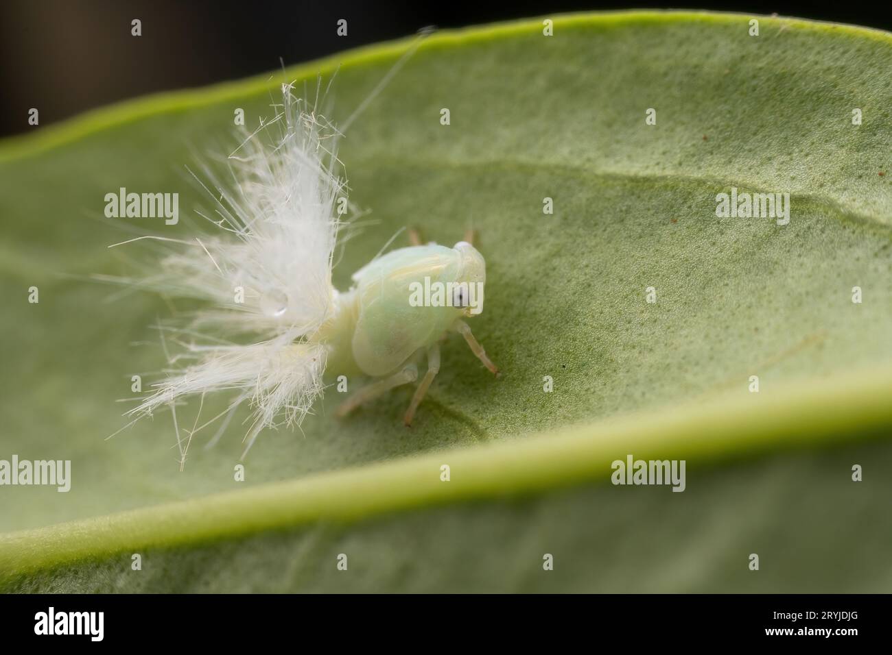 planthopper nymph in the wild state Stock Photo - Alamy