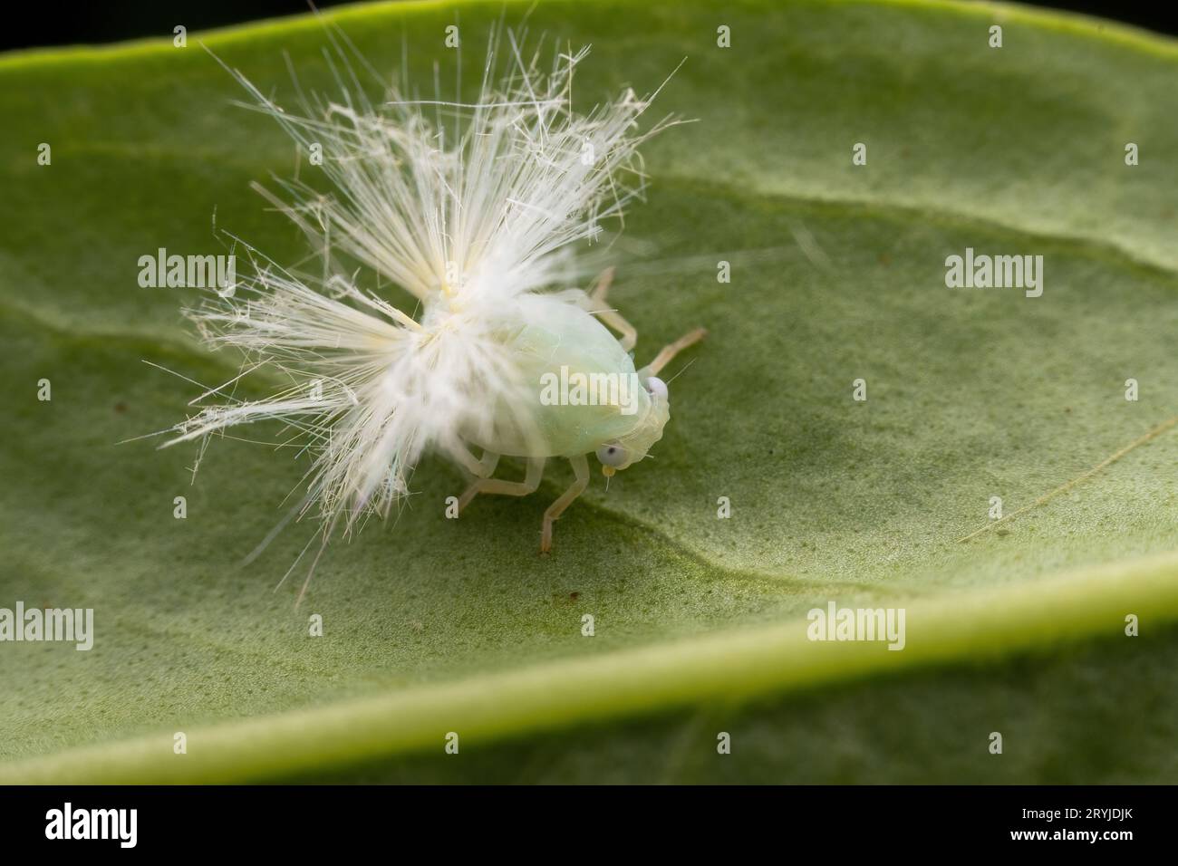 Planthopper nymphs hi-res stock photography and images - Alamy