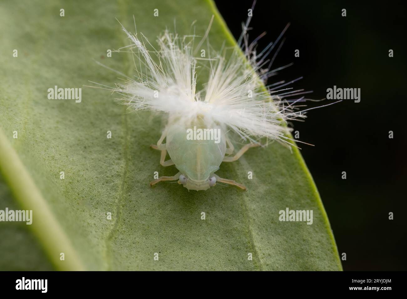Planthopper nymphs hi-res stock photography and images - Alamy