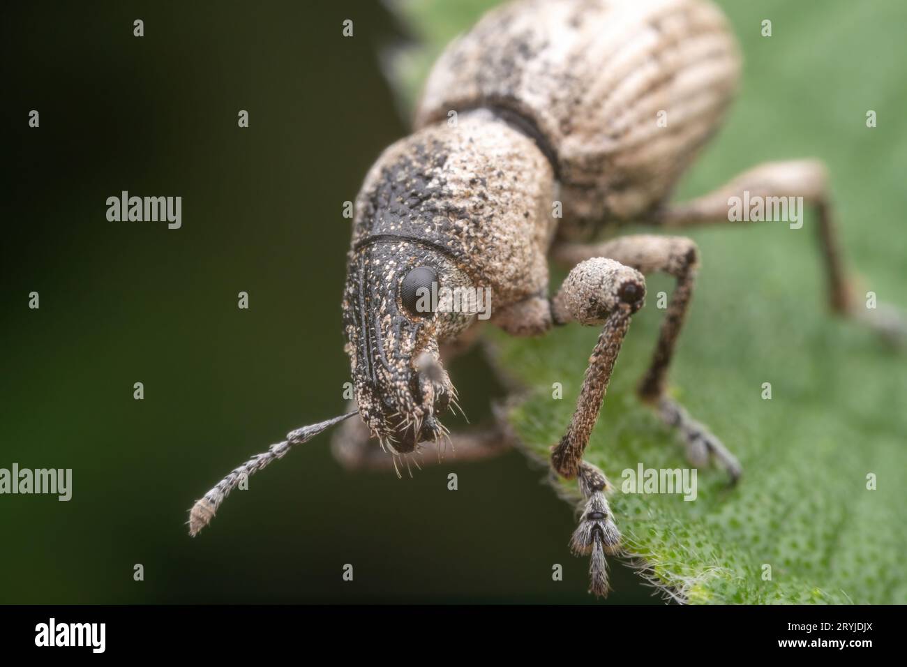 weevil in the wild state Stock Photo - Alamy