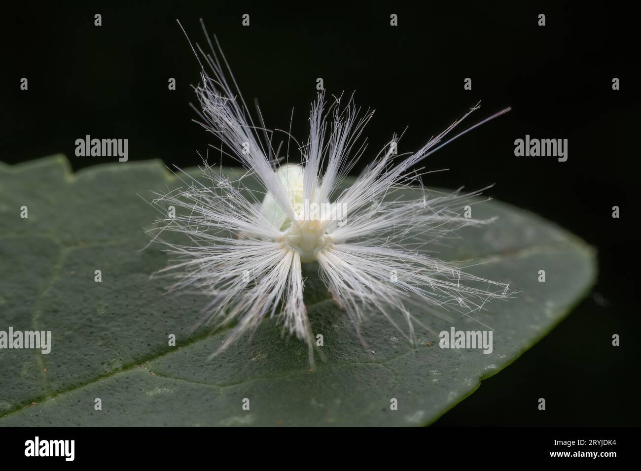 Planthopper nymphs hi-res stock photography and images - Alamy