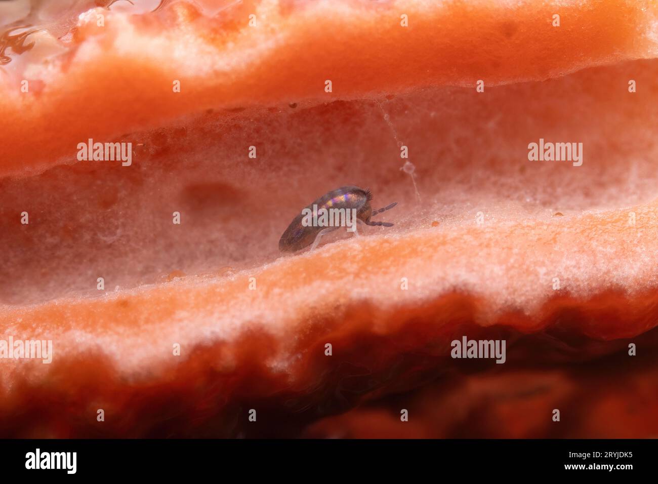 Tiny insects inhabit fungal folds Stock Photo - Alamy